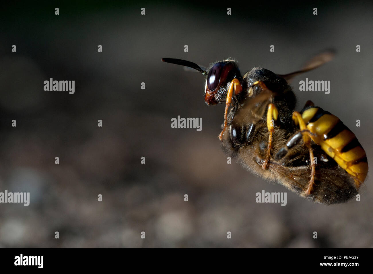 European beewolf (Philanthus triangulum) in flight with bee prey ...