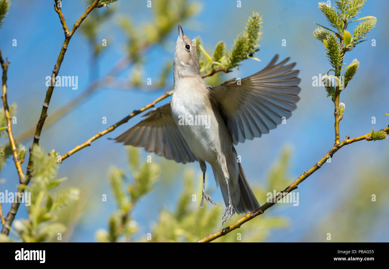 Garden warbler (Sylvia borin), catching flies in willow tree, Korpoo ...