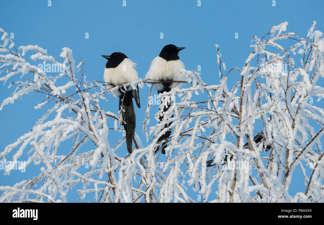 Magpies pica pica hi-res stock photography and images - Alamy