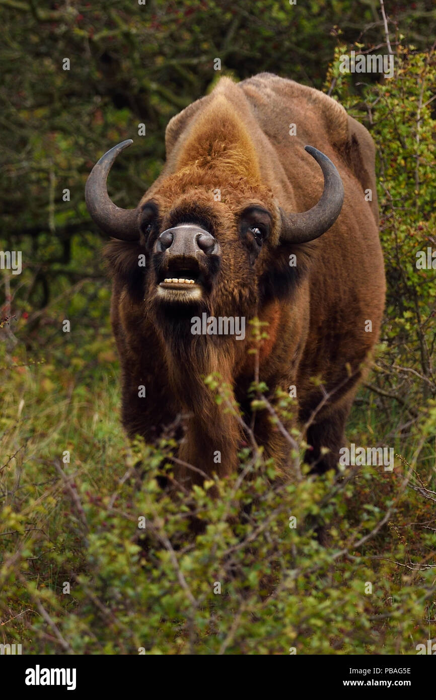 Bison enclosure hi-res stock photography and images - Alamy