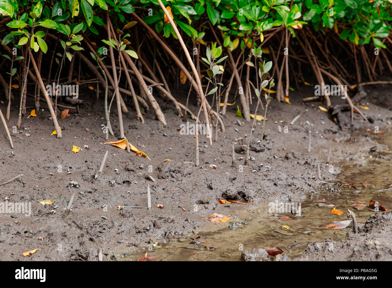 Crabs in Mangroves Stock Photo - Alamy
