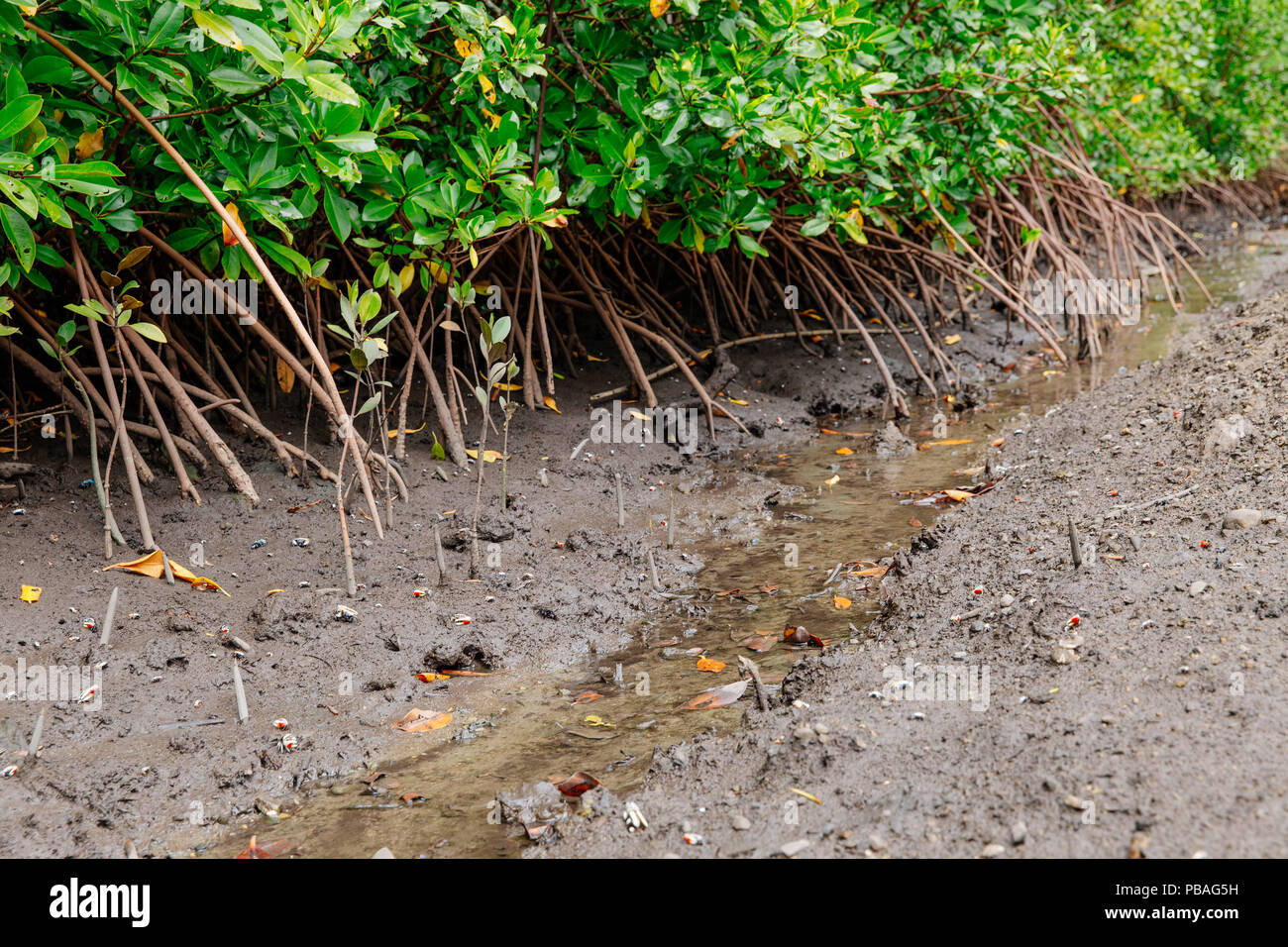Crabs in Mangroves Stock Photo - Alamy