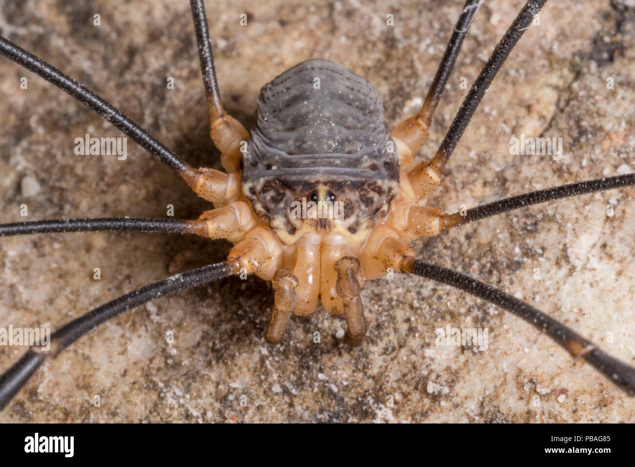 Harvestman (Leiobunum sp.) Triglav National Park, Julian Alps, Slovenia ...