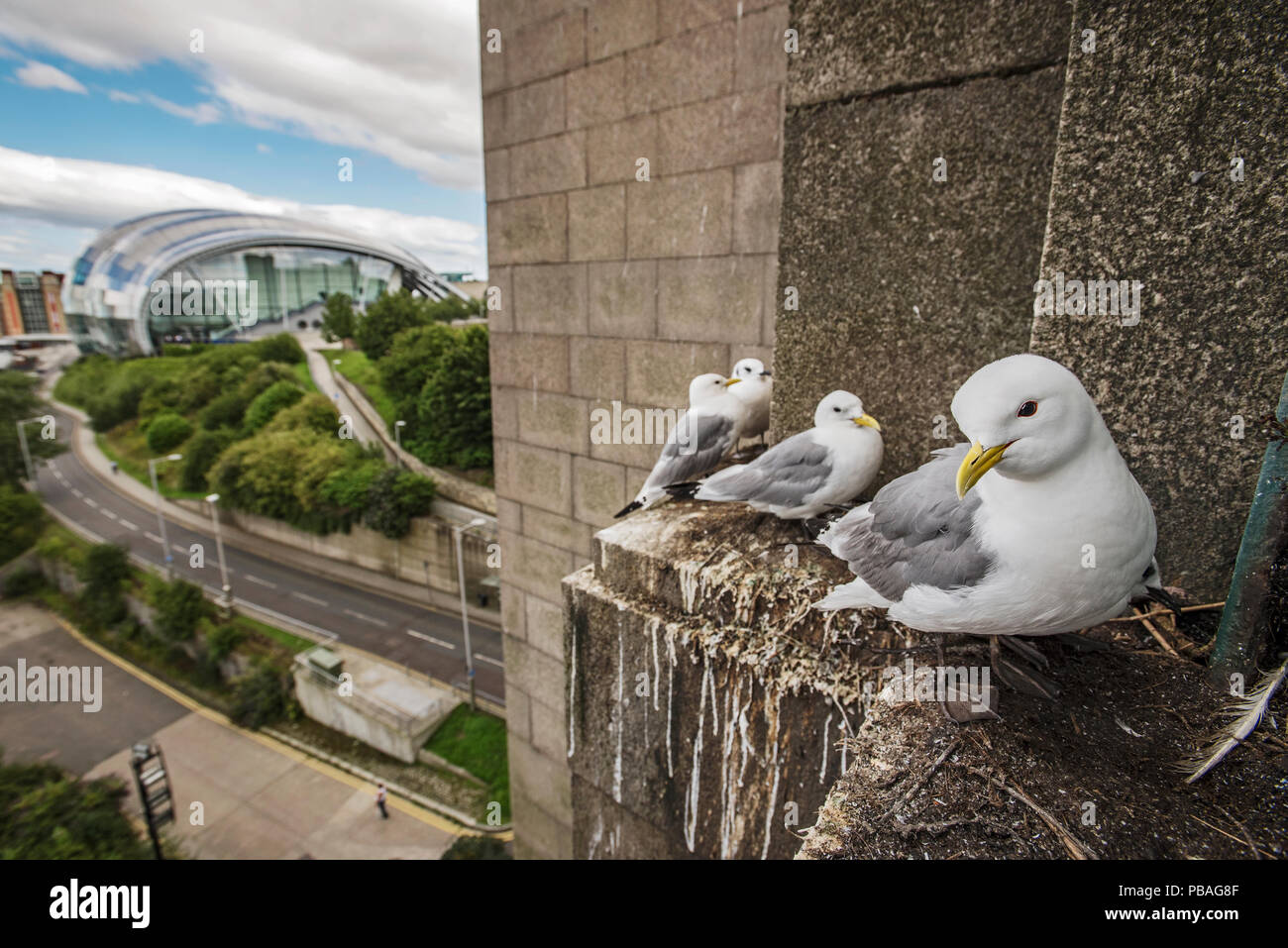 Kittiwake (Rissa tridactyla) colony on Tyne Bridge, River Tyne ...