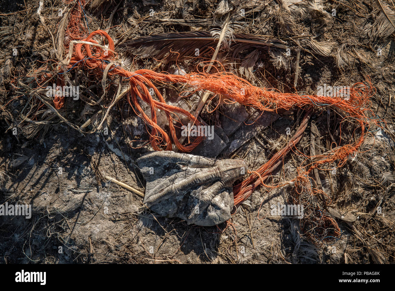 Foot trapped hi-res stock photography and images - Alamy