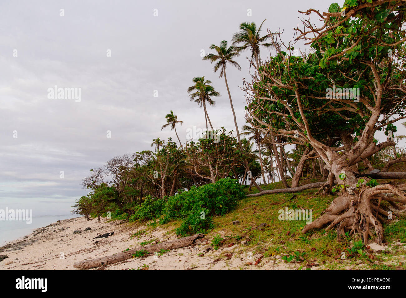 Coconut palms in dawn light Stock Photo - Alamy