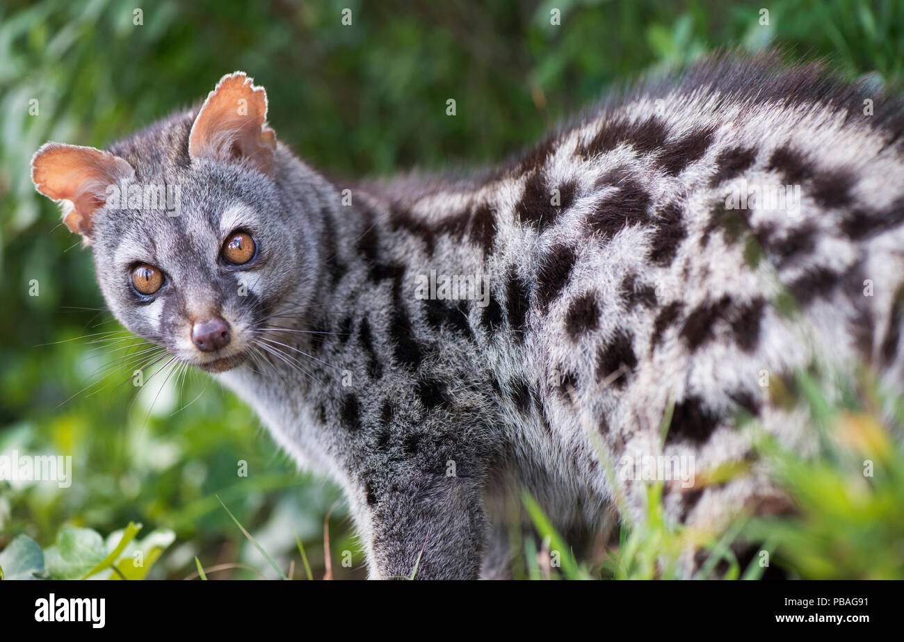 Common genet (Genetta genetta) portrait, Arrabida Natural Park ...