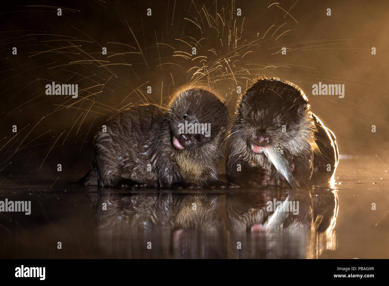 Shaking fish hi-res stock photography and images - Alamy