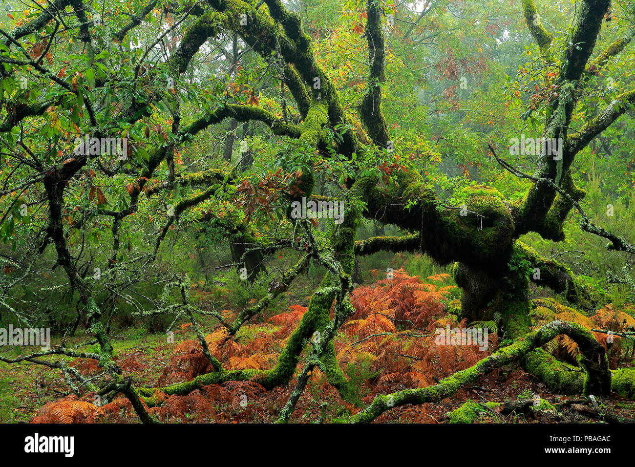 Portuguese oak tree (Quercus faginea) covered in moss, Los Alcornocales ...