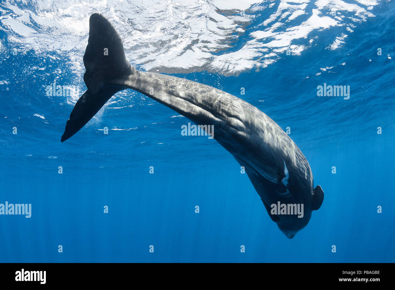 Young sperm whale hi-res stock photography and images - Alamy
