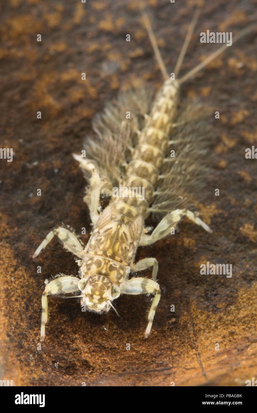 Potamanthus luteus hi-res stock photography and images - Alamy