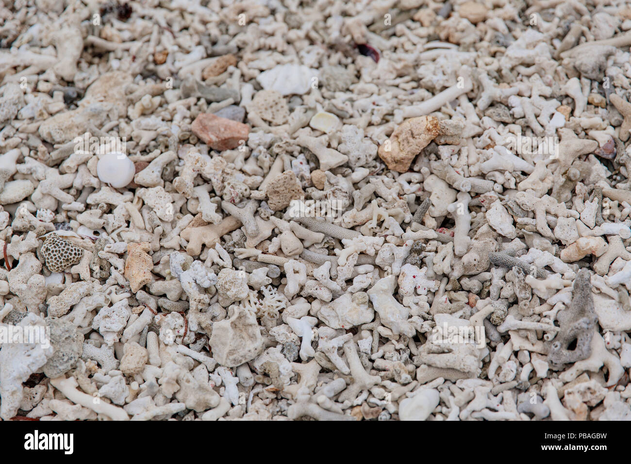Washed up coral hi-res stock photography and images - Alamy