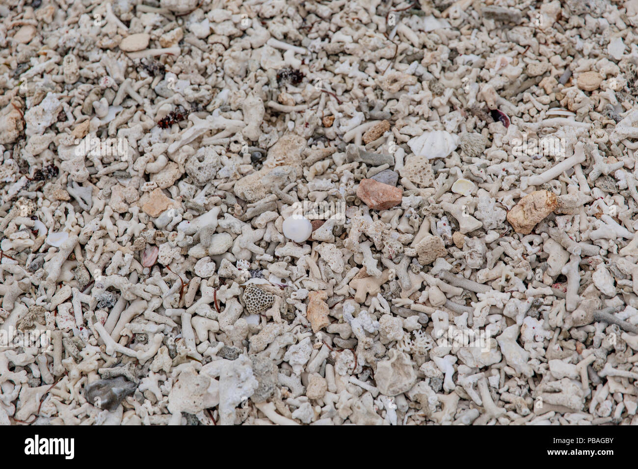 Washed up coral hi-res stock photography and images - Alamy