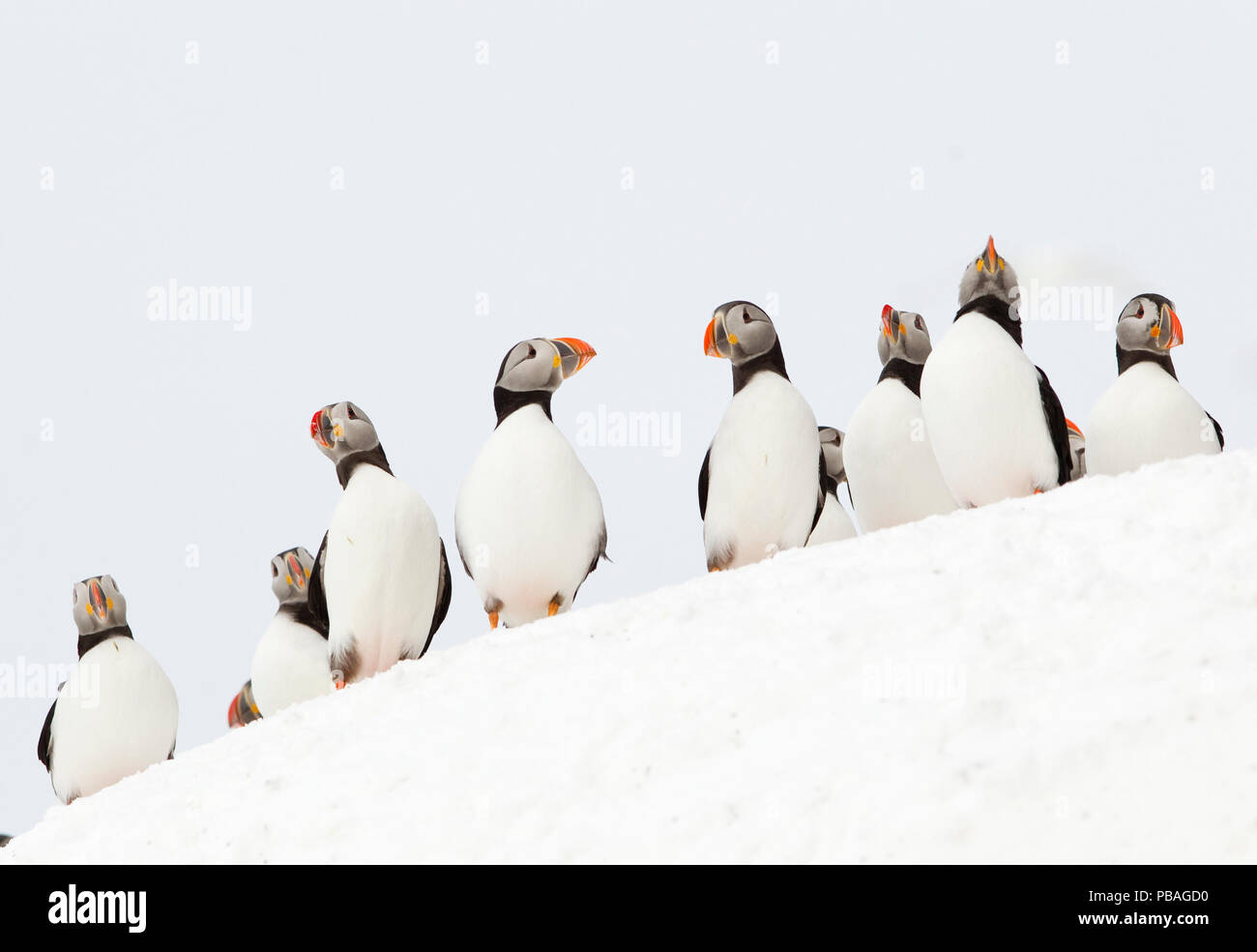 Puffin colours hi-res stock photography and images - Alamy