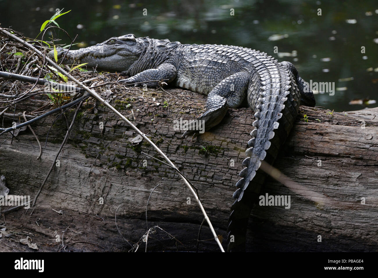 Siamese crocodile (Crocodymus siamensis) basking, Thailand. Critically ...