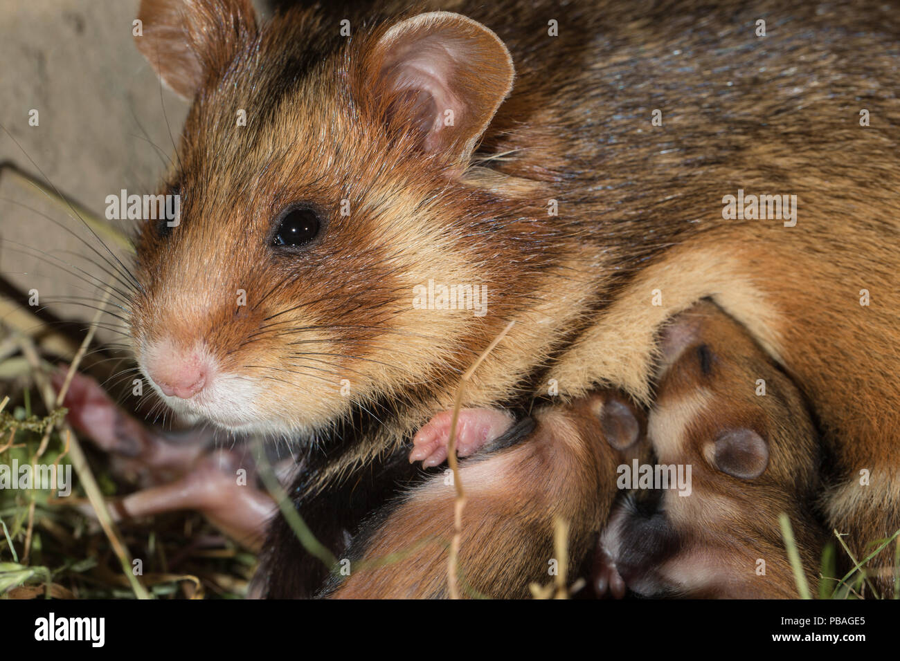 European hamster (Cricetus cricetus) female suckling 11 day pups in ...