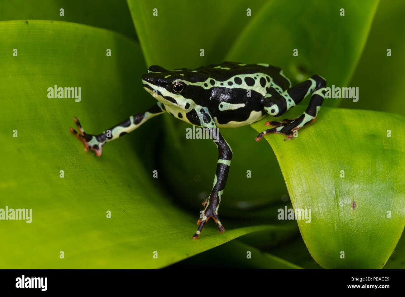 Atelopus Frog
