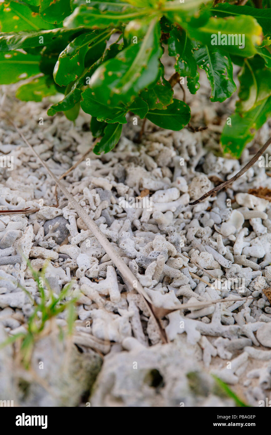 Washed up coral on the coast Stock Photo - Alamy