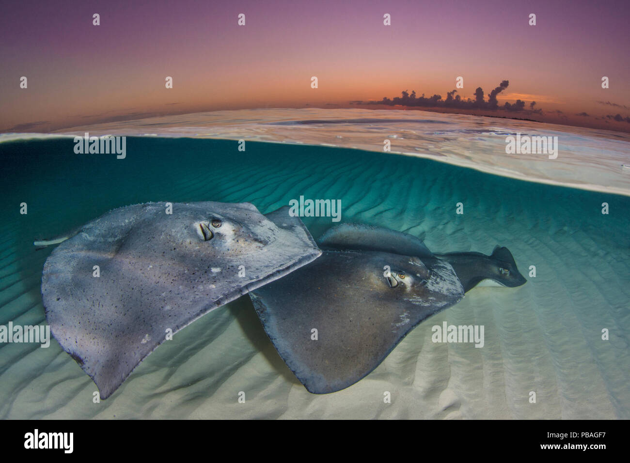Southern stingrays (Hypanus americanus) swimming over a sand bar in the ...