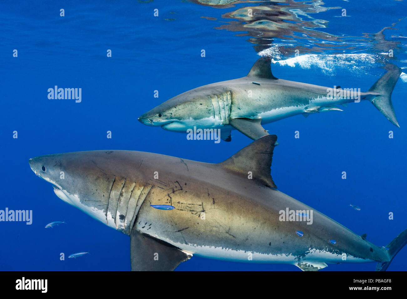 Baja california mexico sharks hi-res stock photography and images - Alamy