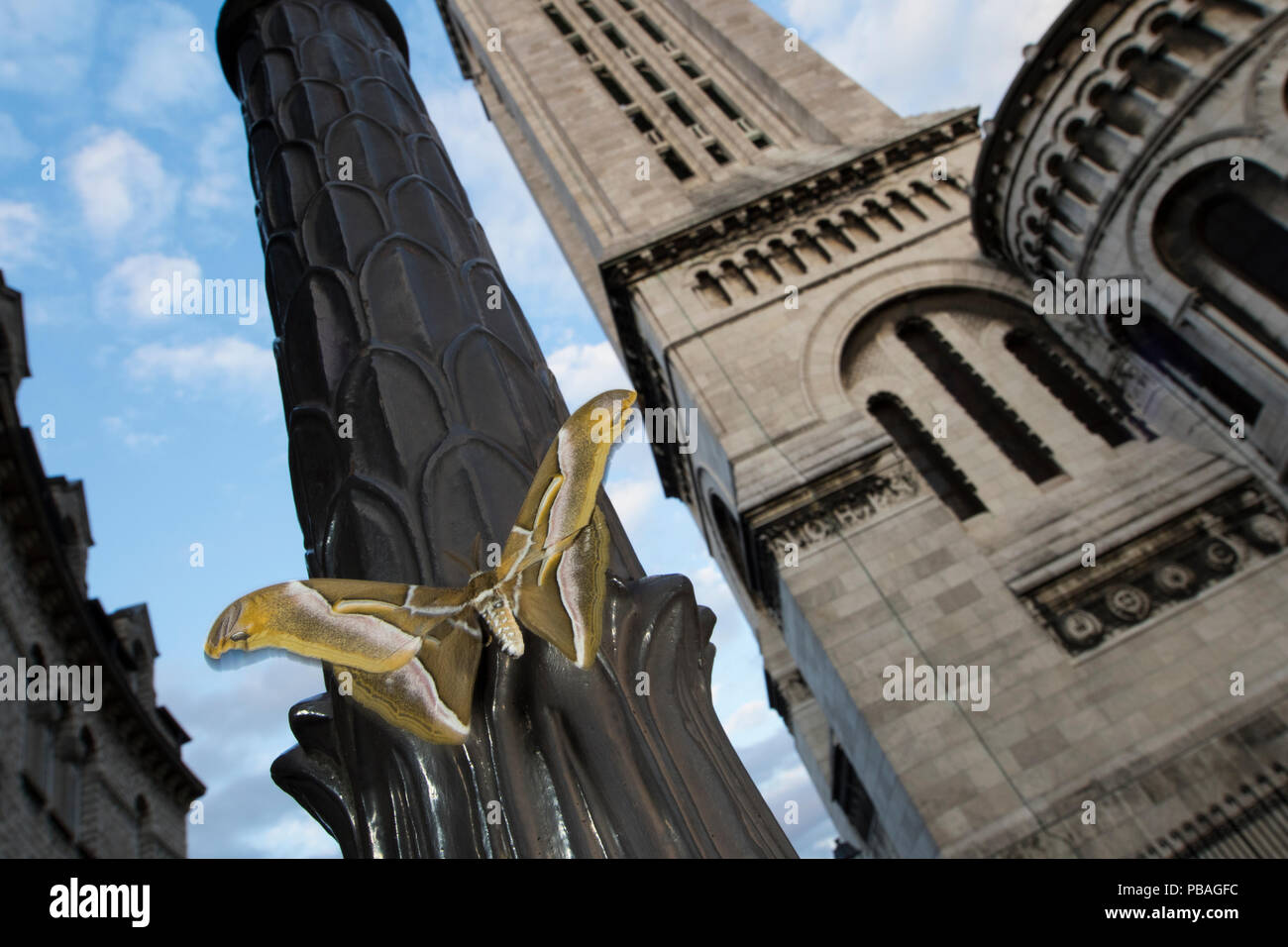 Ailanthus silkmoth (Samia cynthia) an introduced species, taken during ...