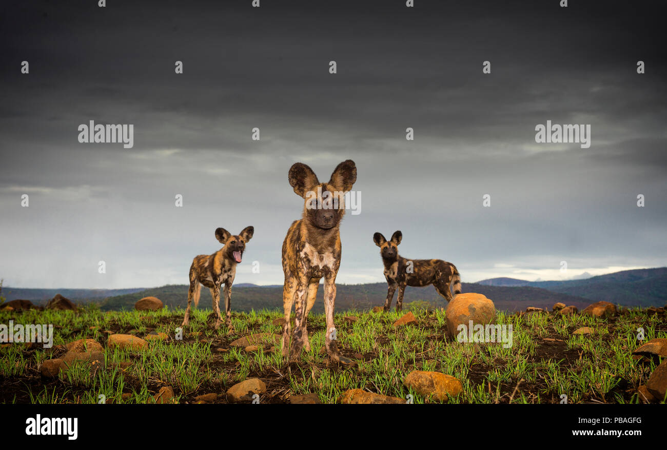 African Wild dogs or Cape hunting dogs (Lycaon pictus) at close range ...