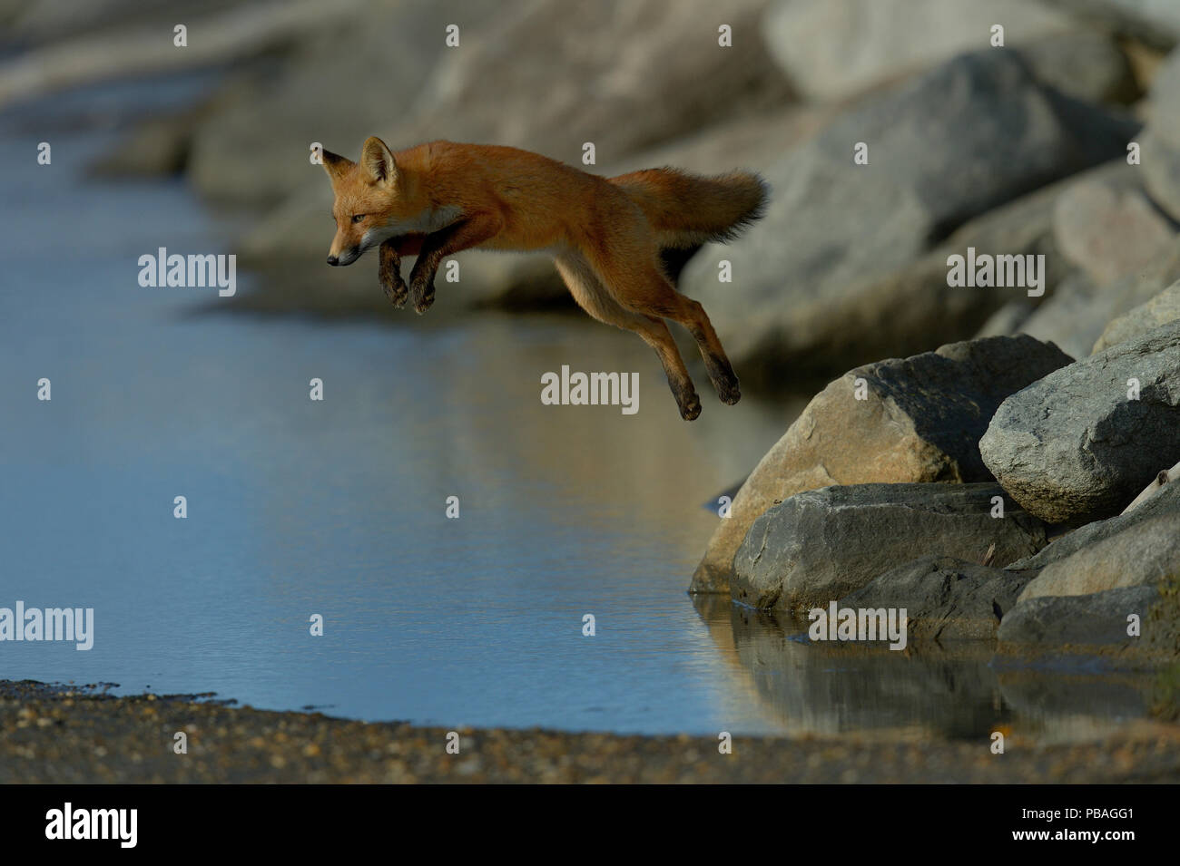Leaping fox hi-res stock photography and images - Alamy