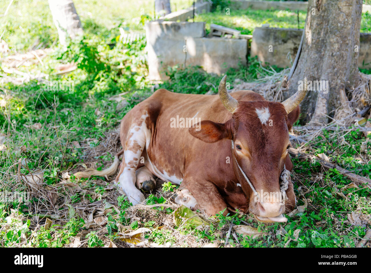 Fiji farming hi-res stock photography and images - Alamy