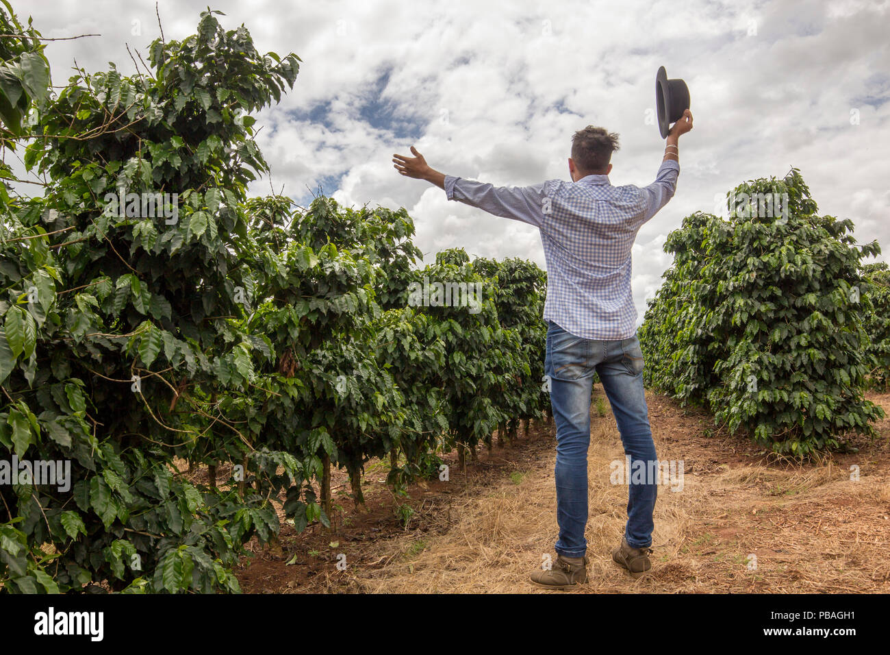 Harvesting coffee berries hi-res stock photography and images - Alamy