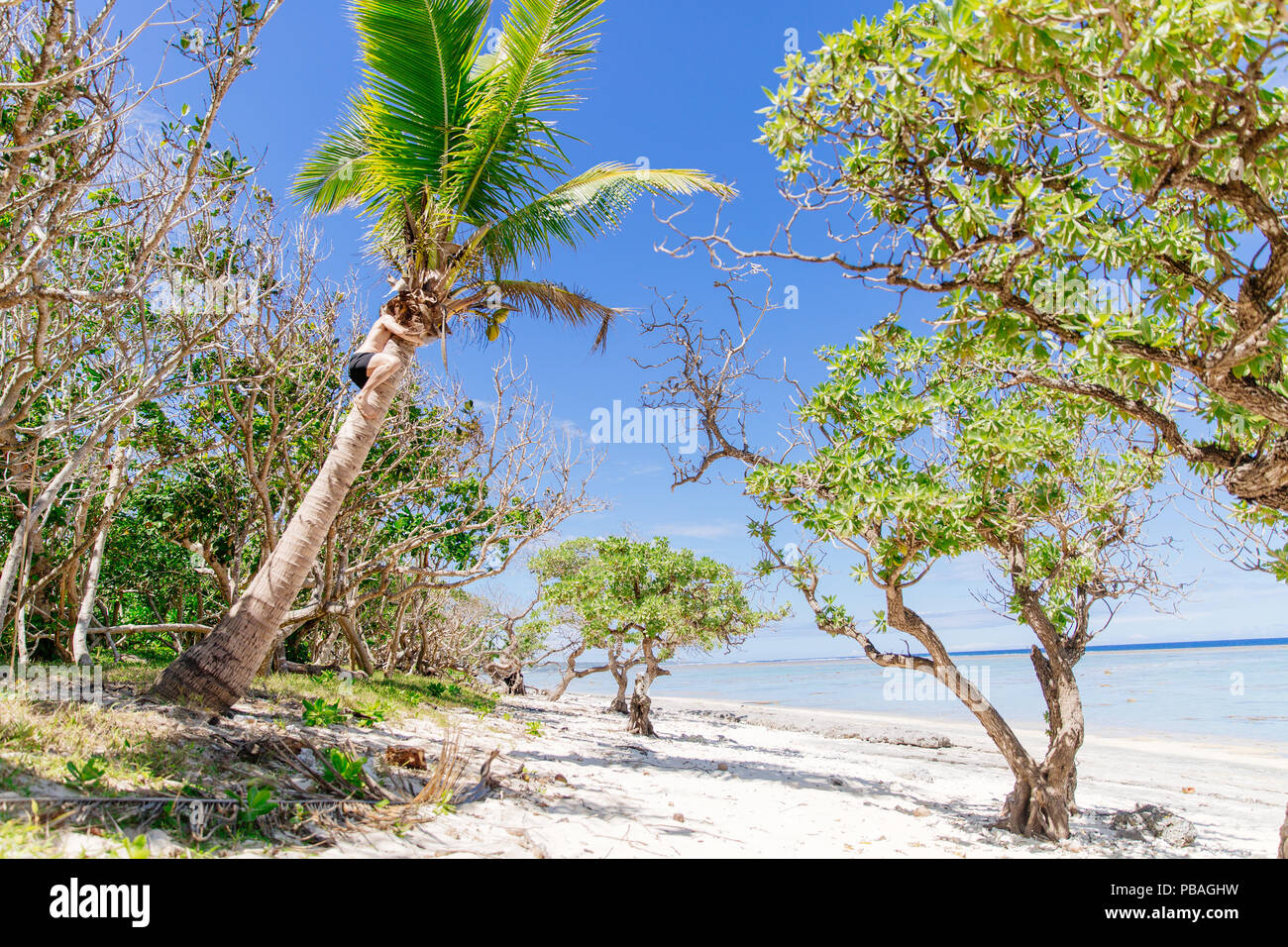 Man climbing coconut tree in hi-res stock photography and images - Alamy