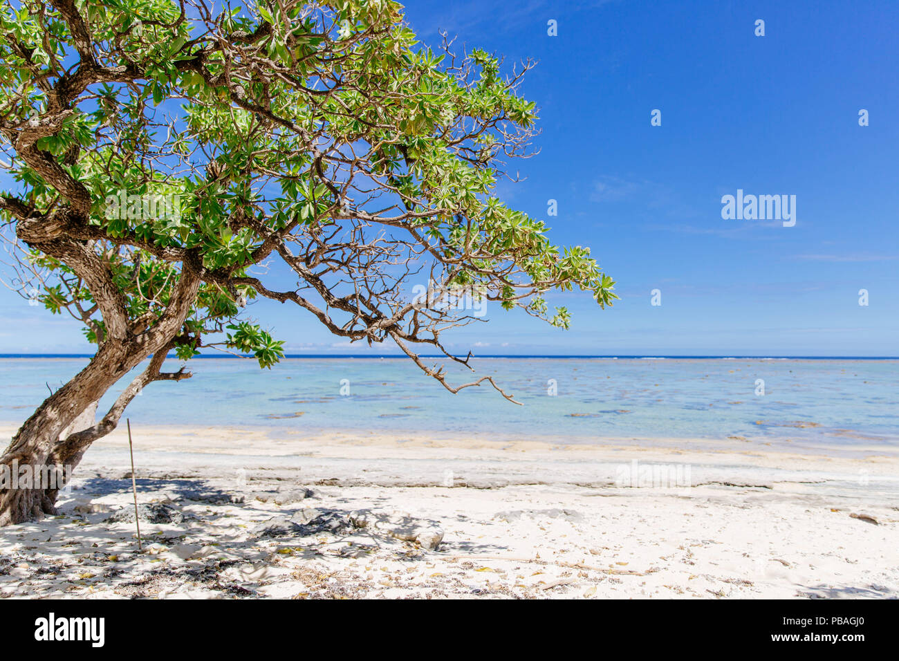 Mangroves fiji hi-res stock photography and images - Alamy