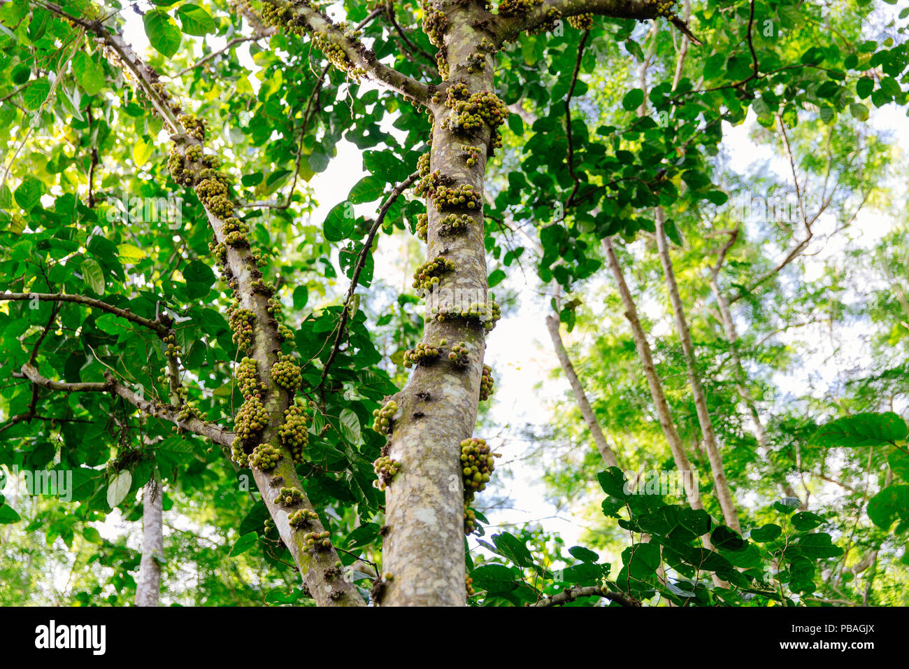 Jabuticaba tree hi-res stock photography and images - Alamy