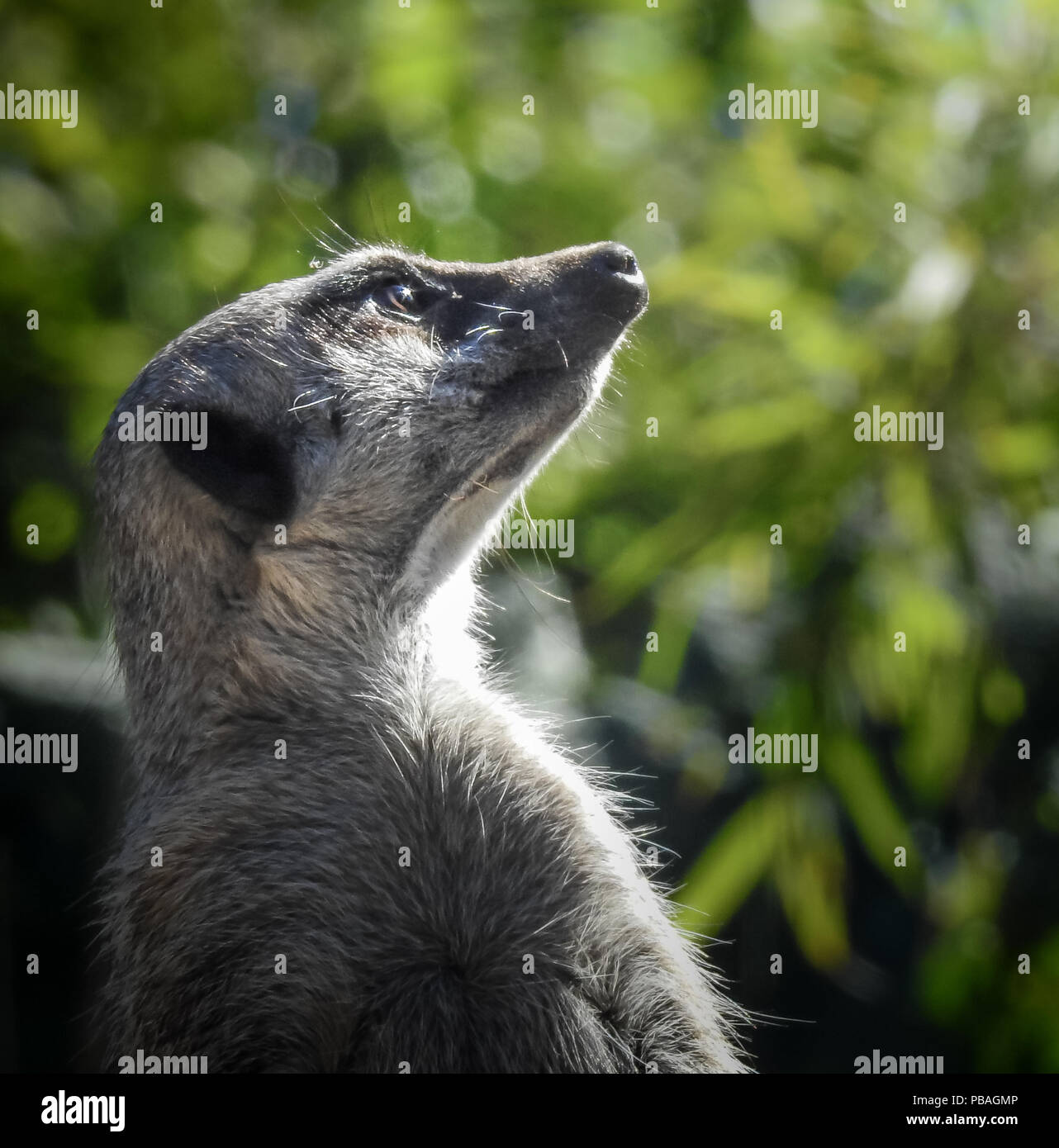 Animal thoughts hi-res stock photography and images - Alamy