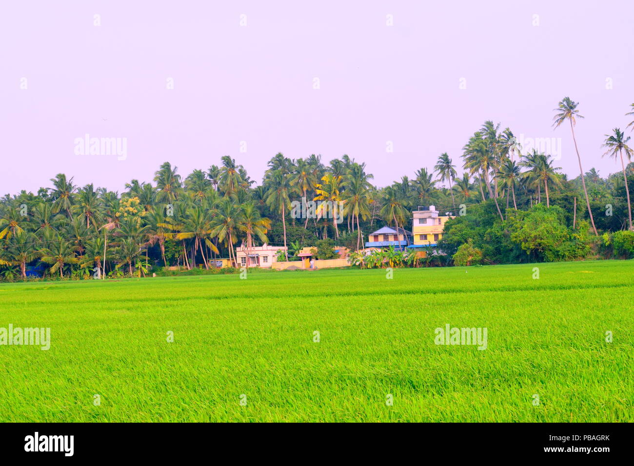 Rice field house hi-res stock photography and images - Alamy