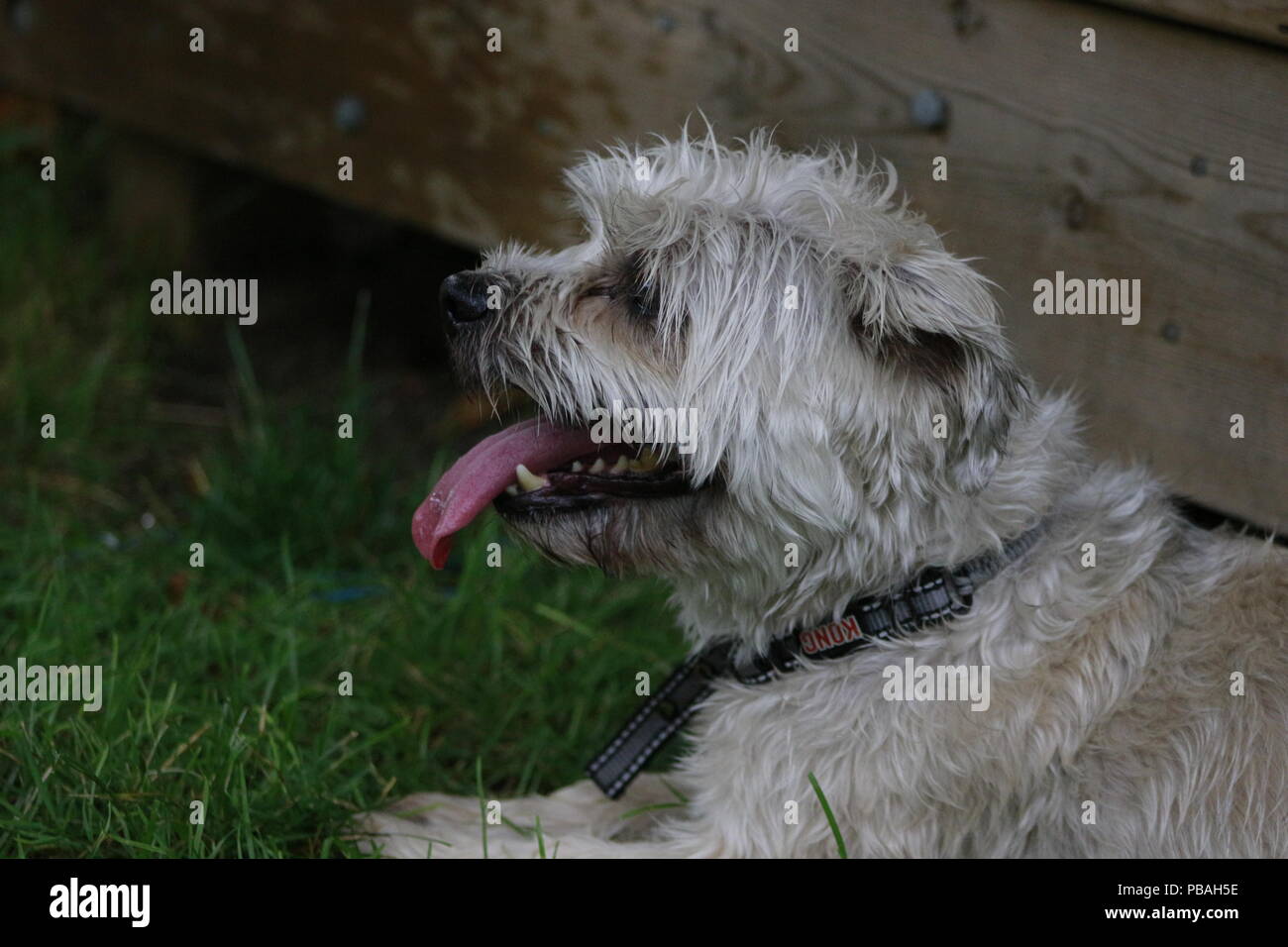 Shorkie puppy outdoors looking very shaggy and scruffy Stock Photo - Alamy