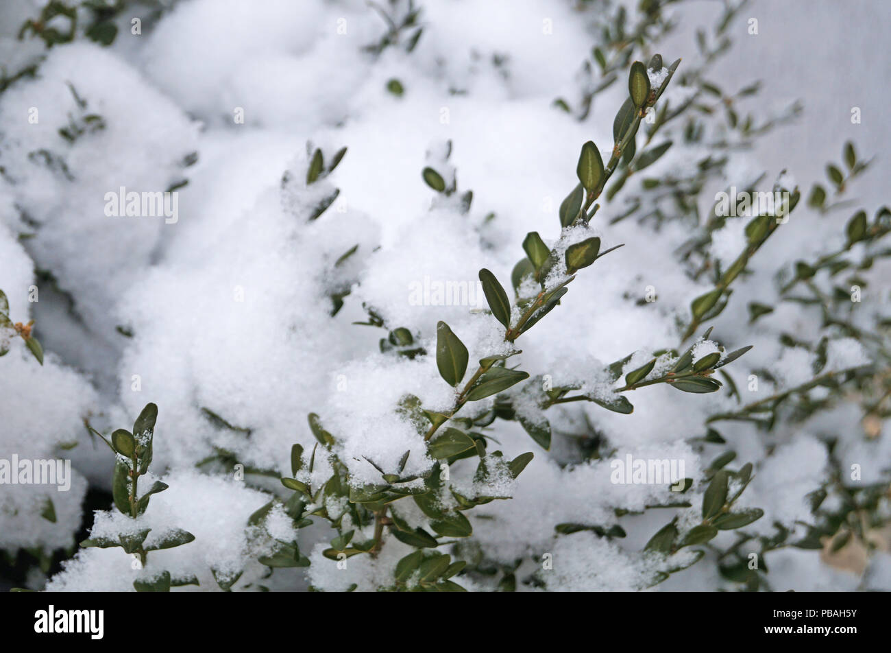 Boxwood winter hi-res stock photography and images - Alamy
