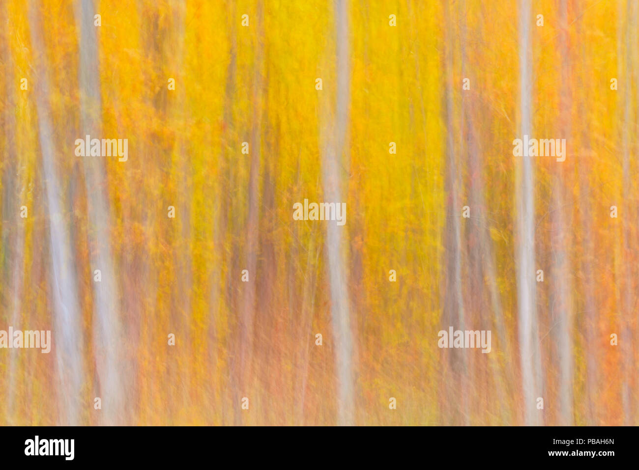 A grove of maple trees in autumn, Manitoulin Island, Ontario, Canada ...