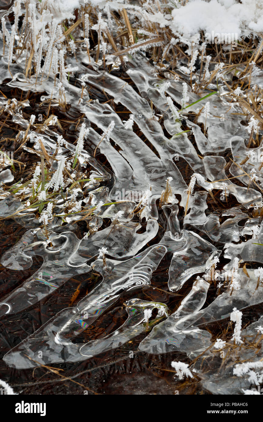 Ice patterns and frosted grasses in a beaver pond, Greater Sudbury ...