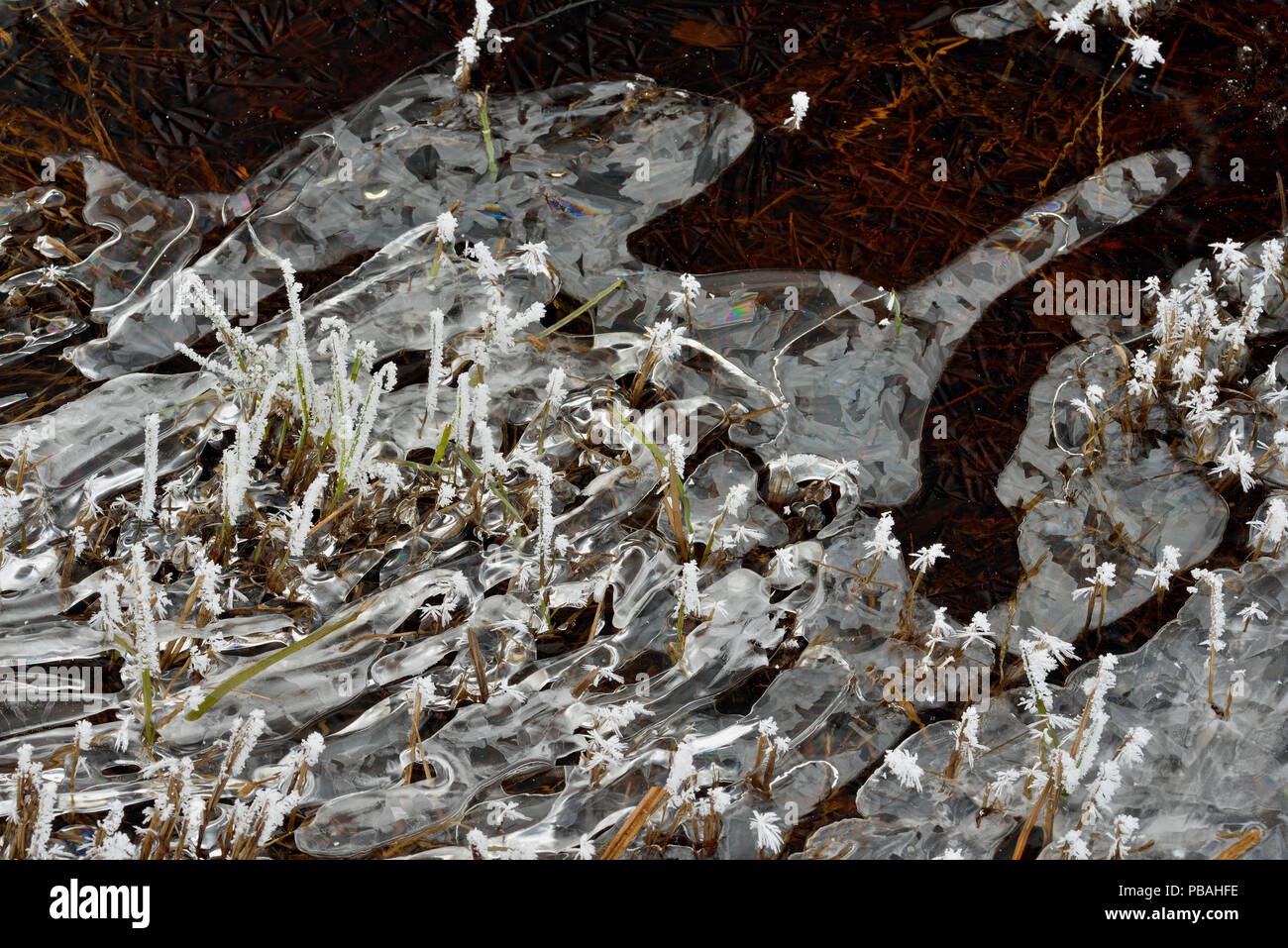 Grasses for ponds hi-res stock photography and images - Alamy