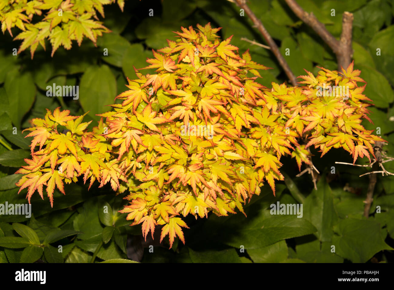 Acer palmatum coonara pygmy hi-res stock photography and images - Alamy