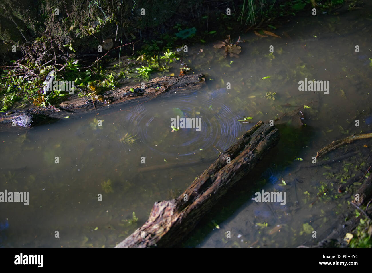 Ripples on the pond hi-res stock photography and images - Alamy