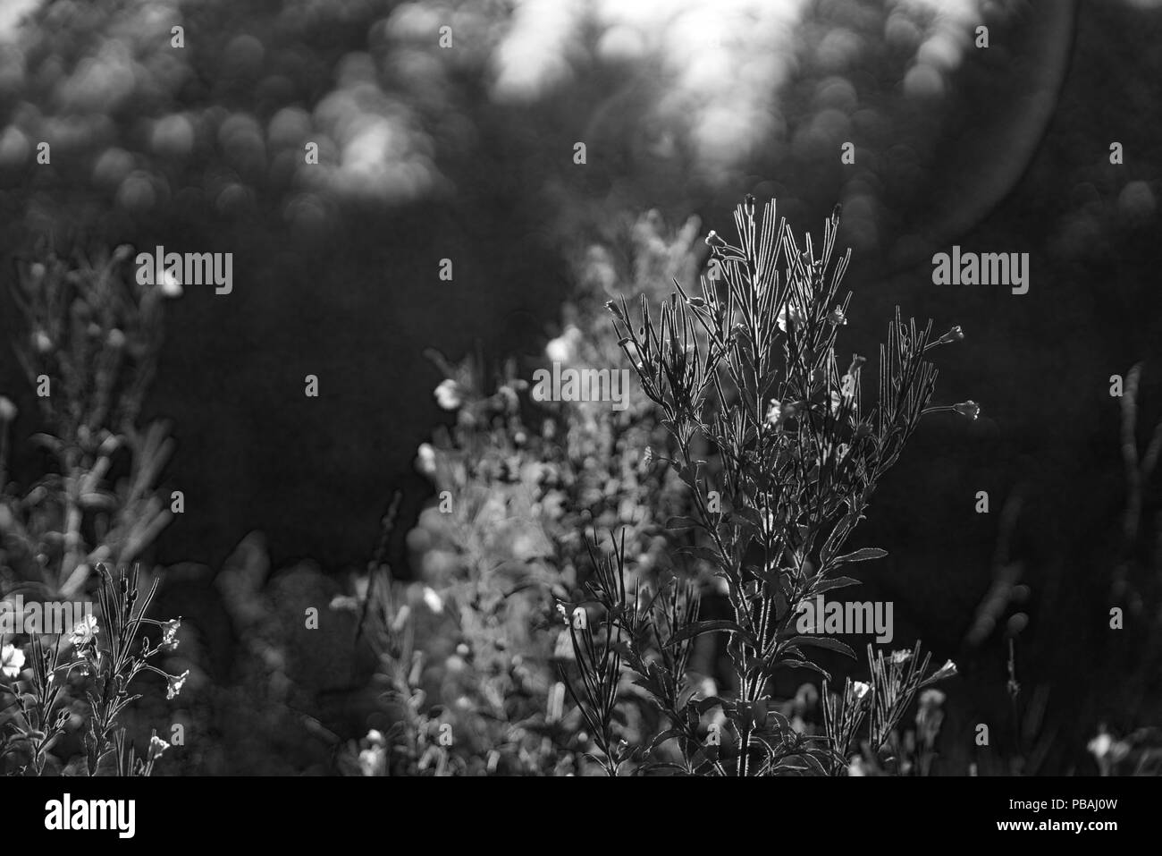 Mono Ghosts of the Forest Stock Photo - Alamy
