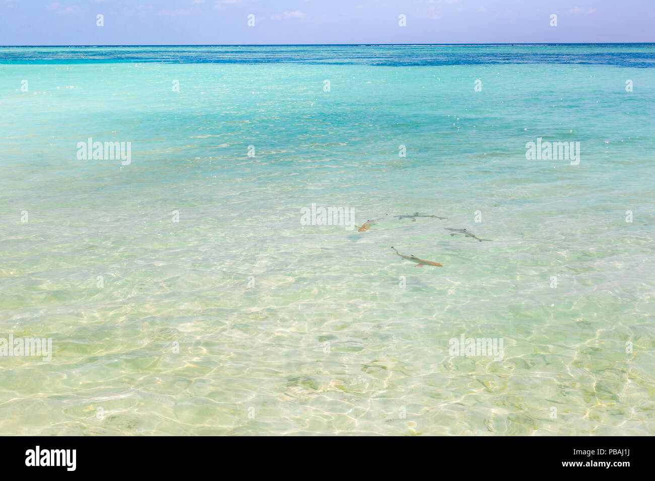 Baby shark underwater hi-res stock photography and images - Alamy
