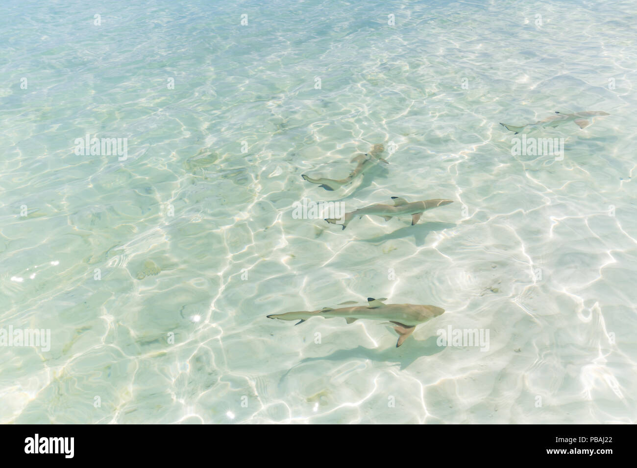 Baby reef shark hi-res stock photography and images - Alamy