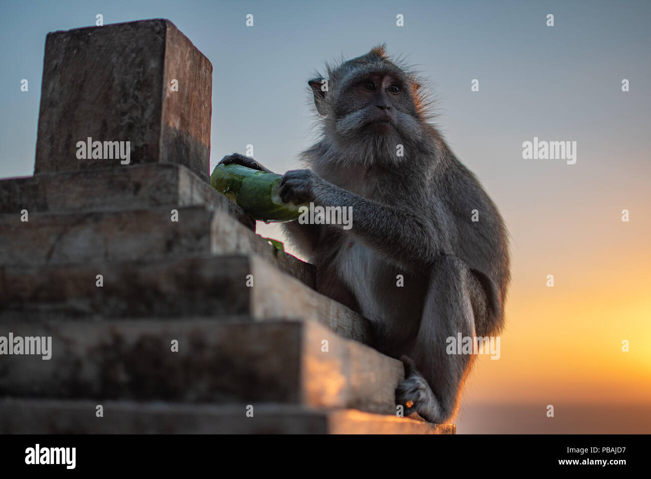 Sunset at uluwatu temple in southern Bali. MOnkey look to Indian ocean ...