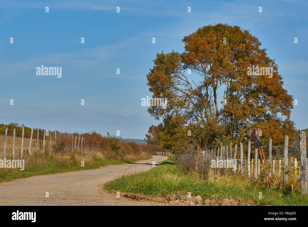 Autumn landscape with a single tree in the field Stock Photo - Alamy