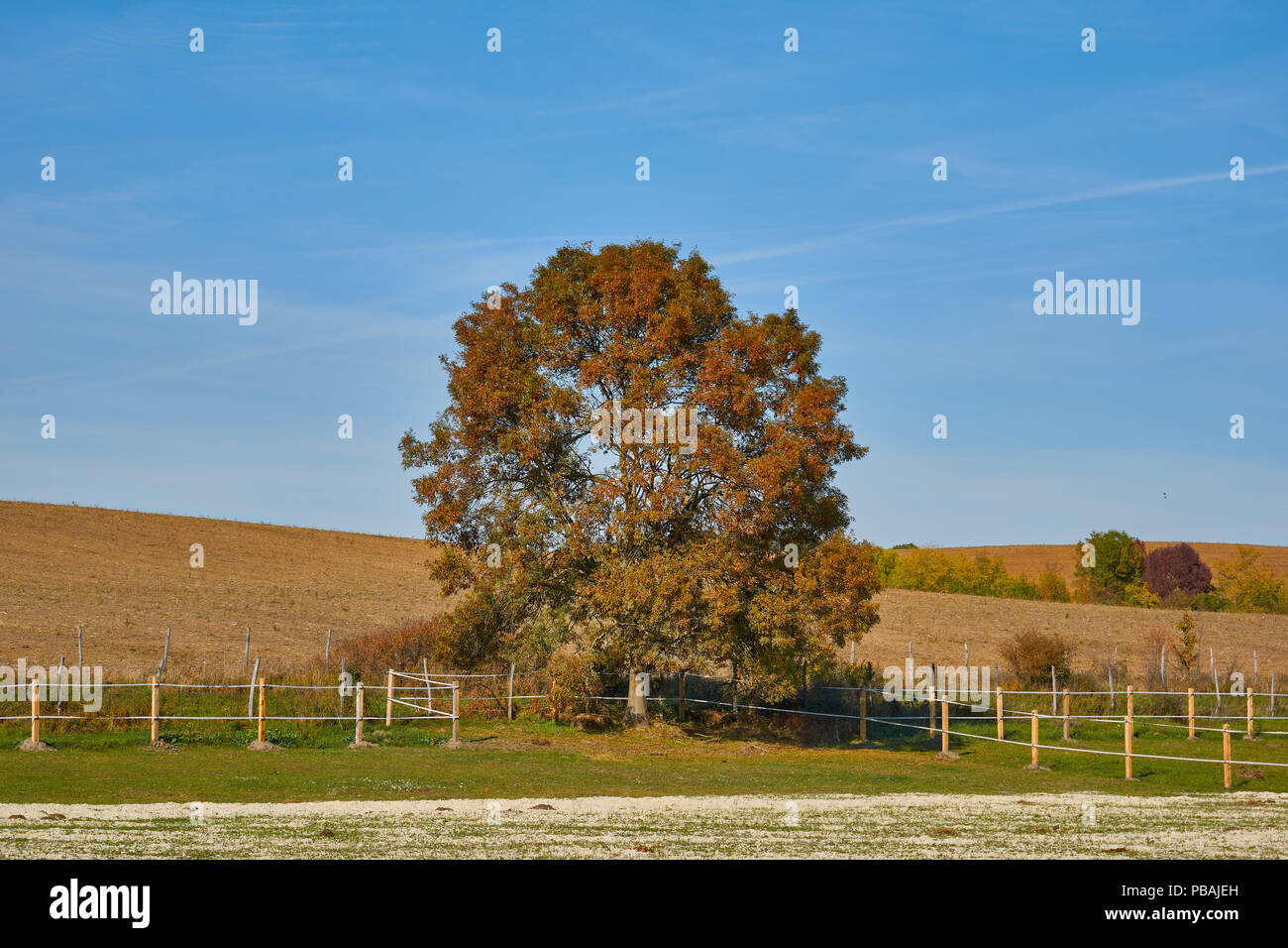Autumn landscape with a single tree in the field Stock Photo - Alamy
