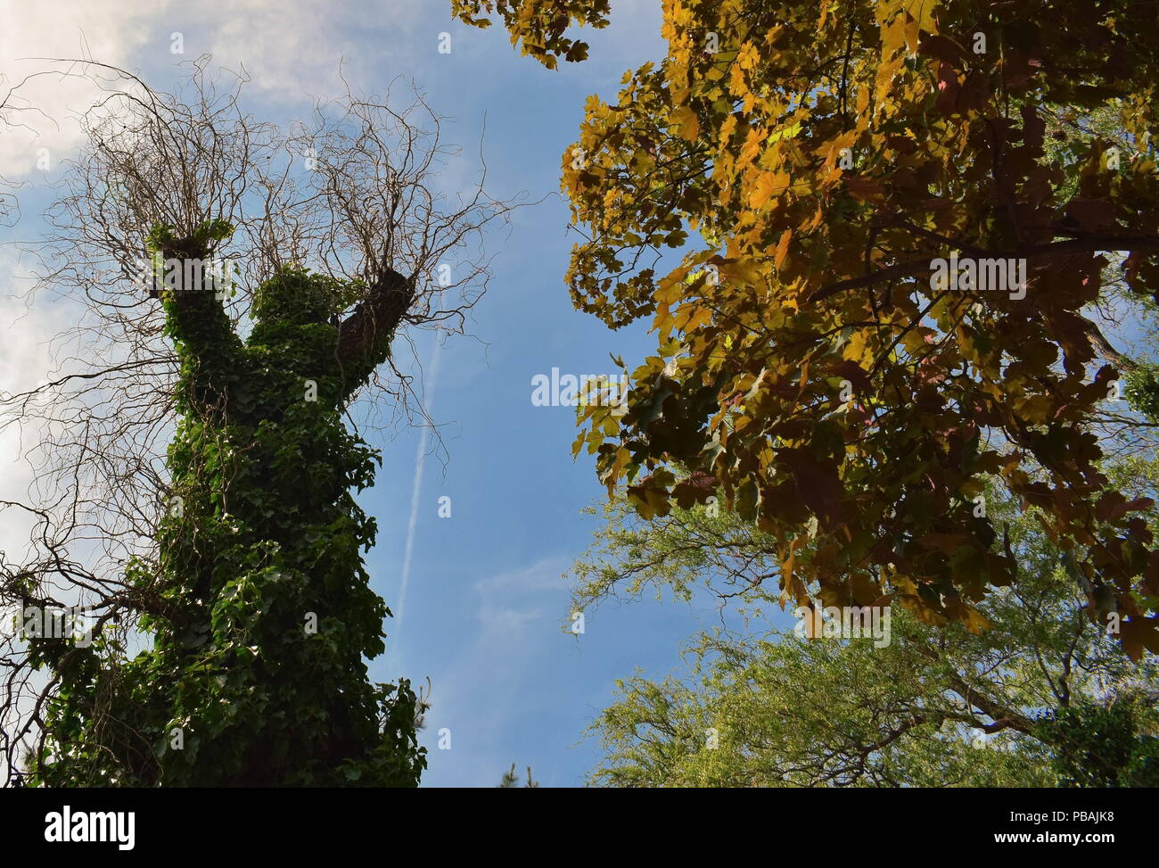 Green trees under the sun Stock Photo - Alamy