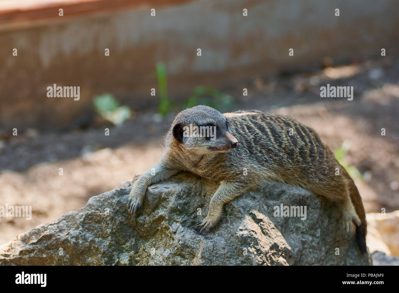 Suricate standing hi-res stock photography and images - Alamy