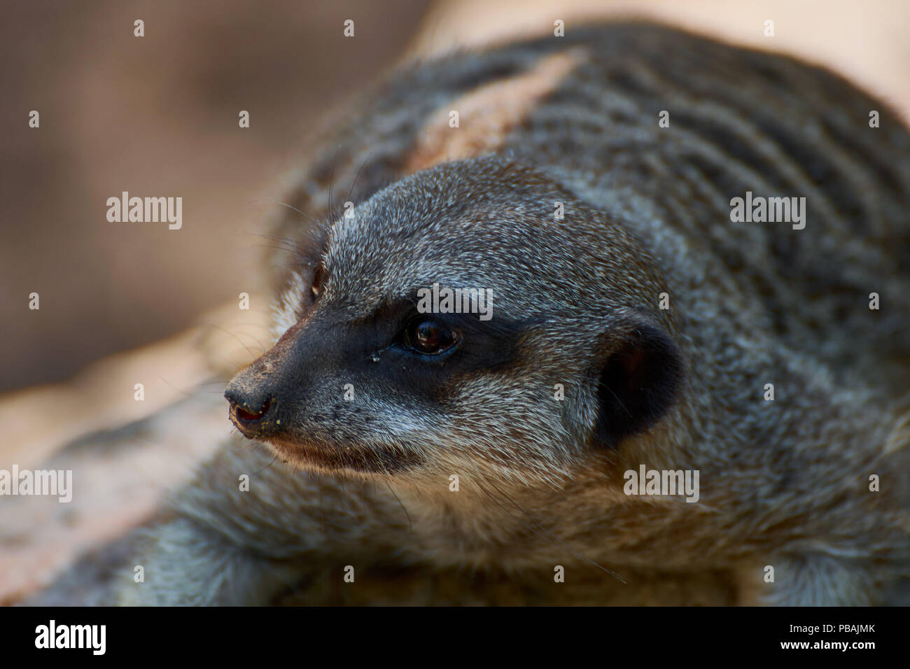Single suricate hi-res stock photography and images - Alamy